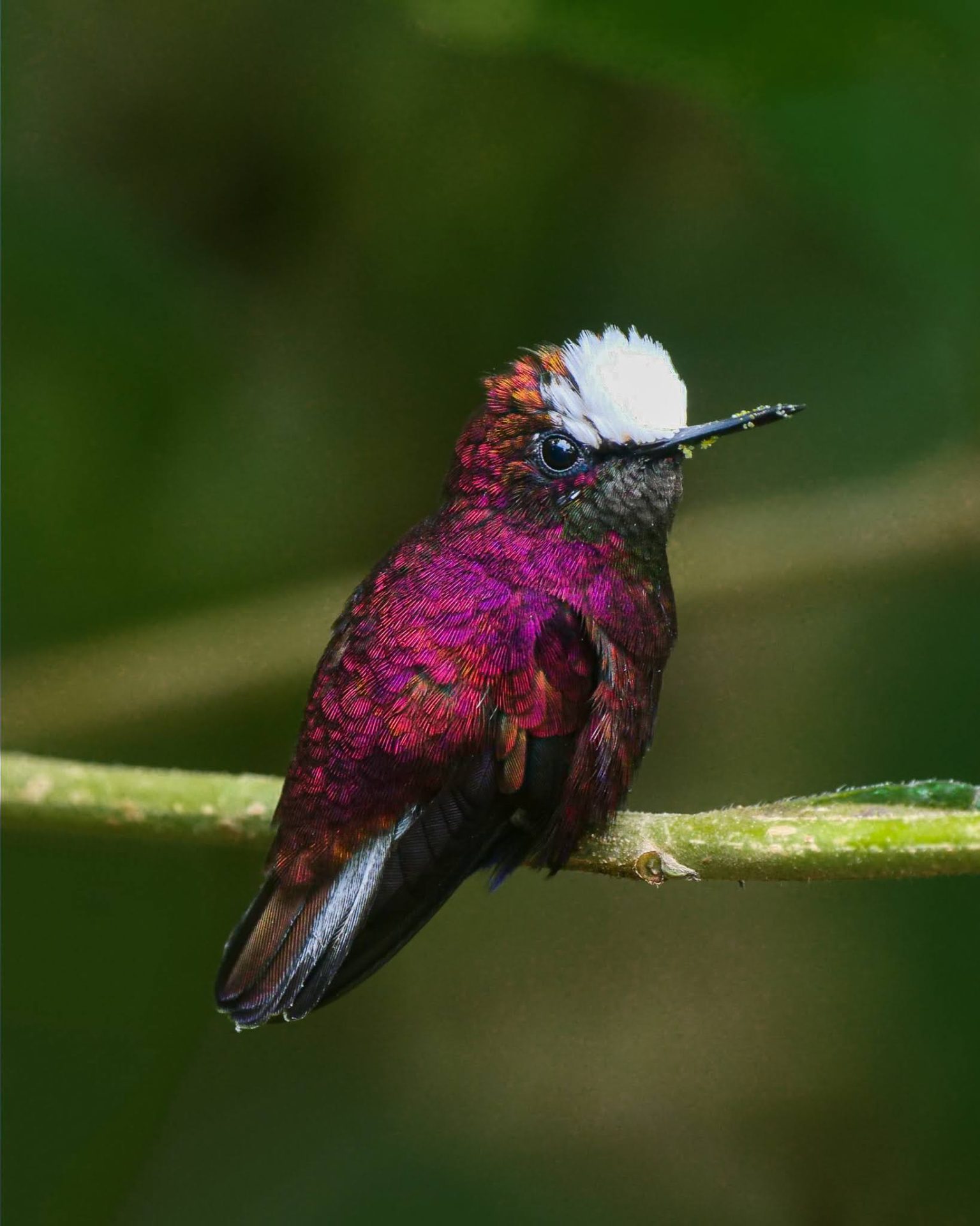 Costa Rica's Hummingbirds: Jewels of the Jungle - Origins Lodge