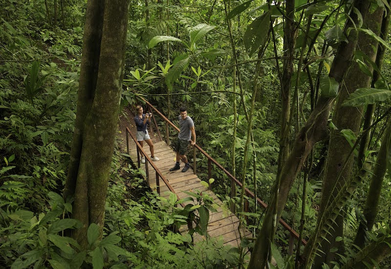 Nourrir le bien-être spirituel dans l'enchanteresse forêt tropicale du ...